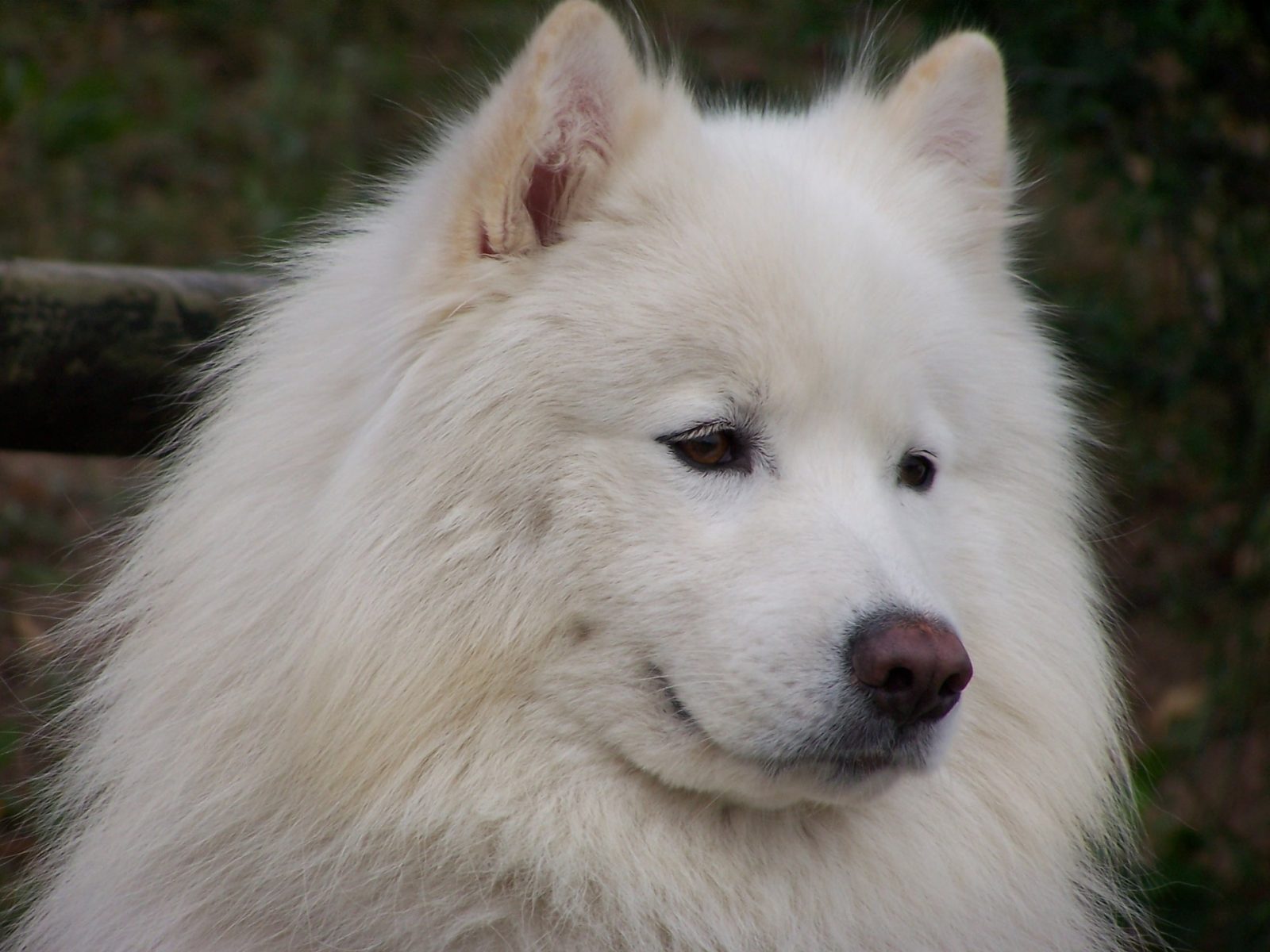 Samojedinkoira – Schipperkeclub.fi